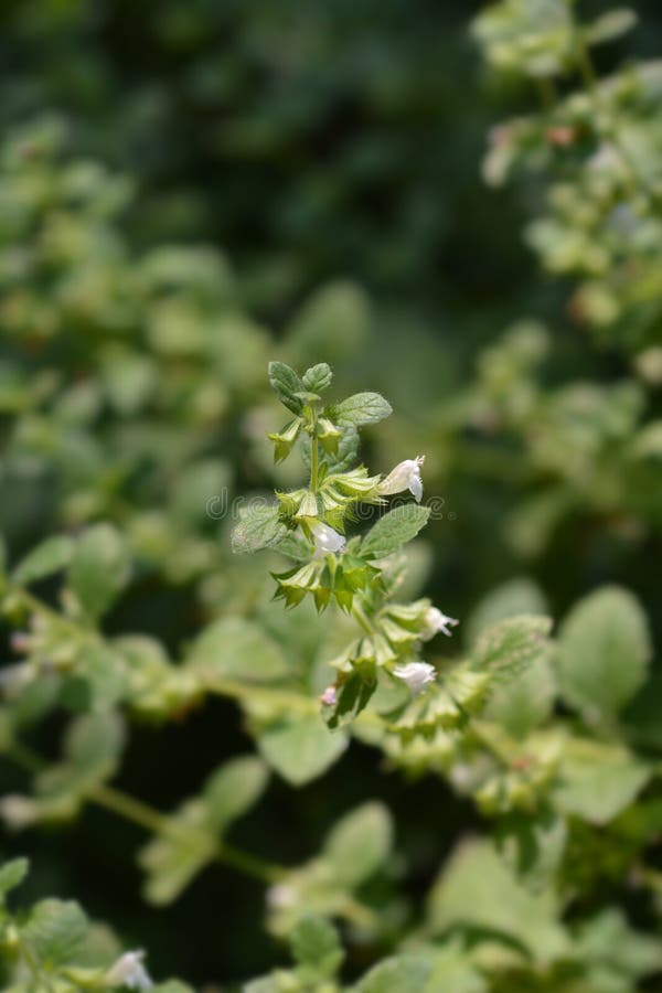 Baume de citron image stock. Image du nature, blanc - 157649557