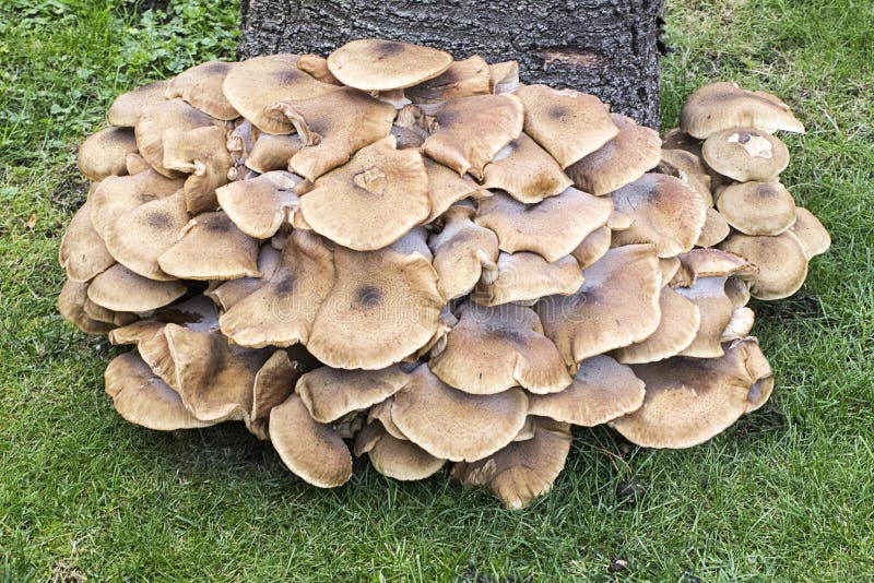 Baumpilz stockbild. Bild von pilze, organismus, ökologie - 61235777