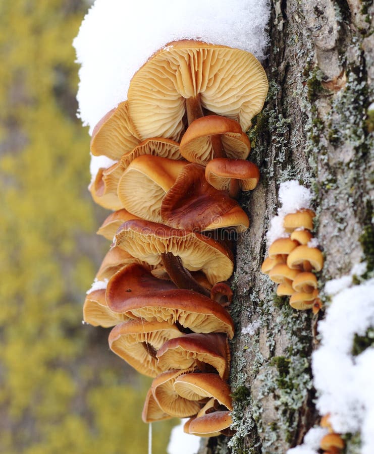 Baumpilze stockbild. Bild von nave, pilz, hintergrund - 49363515