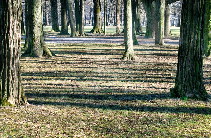 Baumschatten Stock-Fotos - Laden Sie 1,865 Royalty-Free Fotos herunter