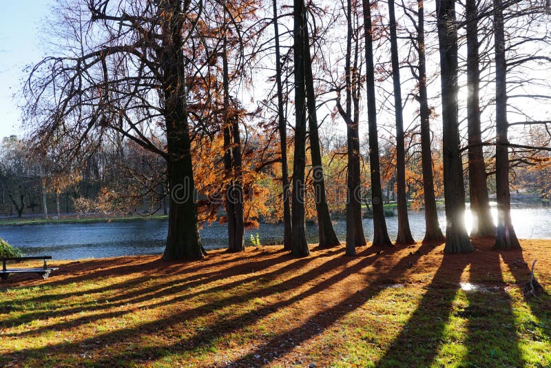 Baumschatten Stock-Fotos - Laden Sie 1,865 Royalty-Free Fotos herunter