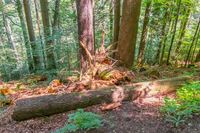 Baumstamm stockfoto. Bild von betrieb, wald, wild, sommerzeit - 81264226