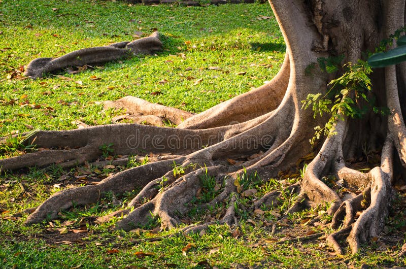 Baumwurzel stockfoto. Bild von boden, holz, draussen - 115981328