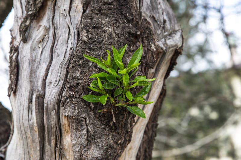 Baum-Wurzel-Ansicht stockfoto. Bild von organisch, blau - 71770910