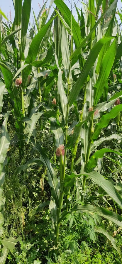Beautiful Corn Field in Bihar India Stock Image - Image of india ...