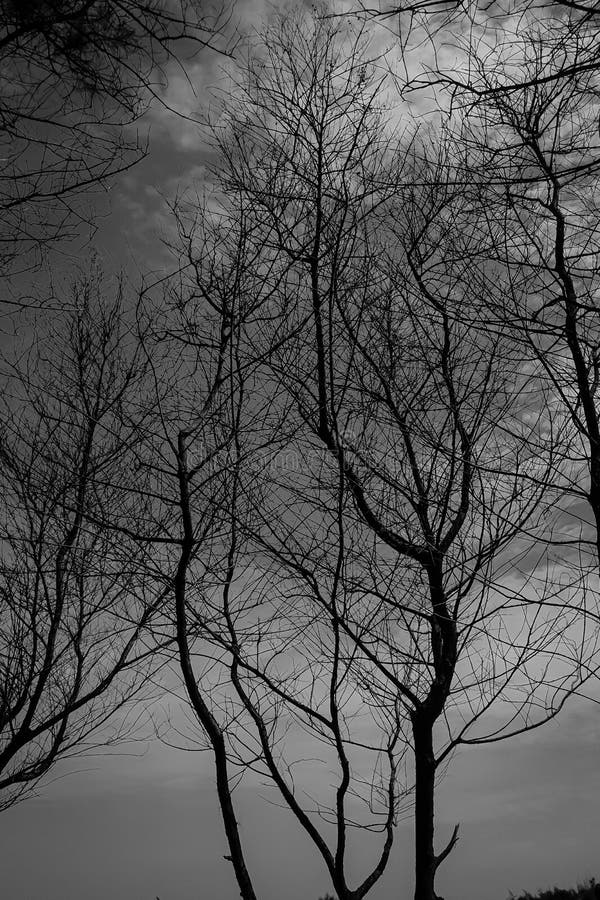 Bautiful Dry Tree in Black and White Stock Photo - Image of sunlight ...