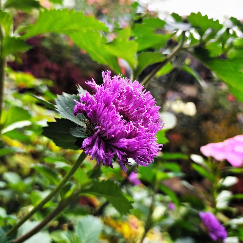 Bautiful Purple Flower of Lark Daisy or Centratherum Stock Image ...