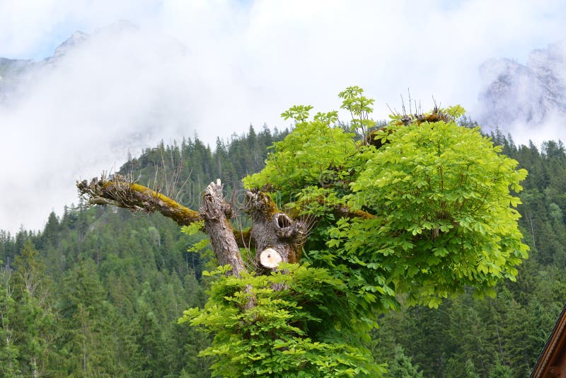 Bavarian Alps with trees stock image. Image of grass - 96711287