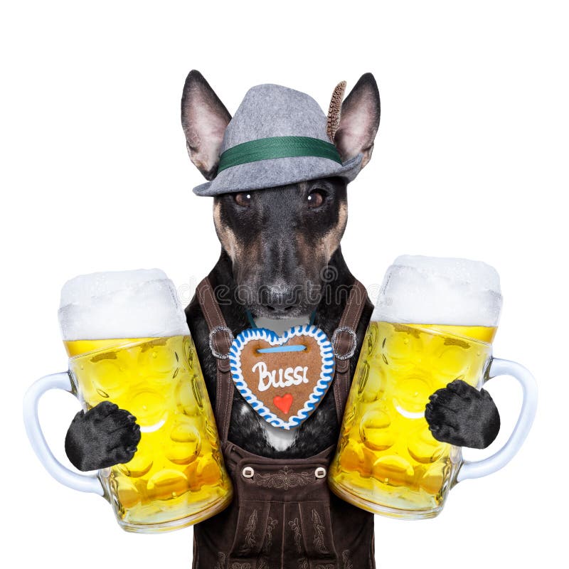 Bavarian beer dog stock photo. Image of bullterrier, bayerisch - 42187996