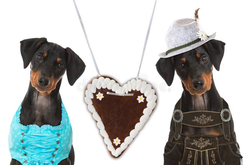 Bavarian dogs stock image. Image of dirndl, textile, german - 44332639