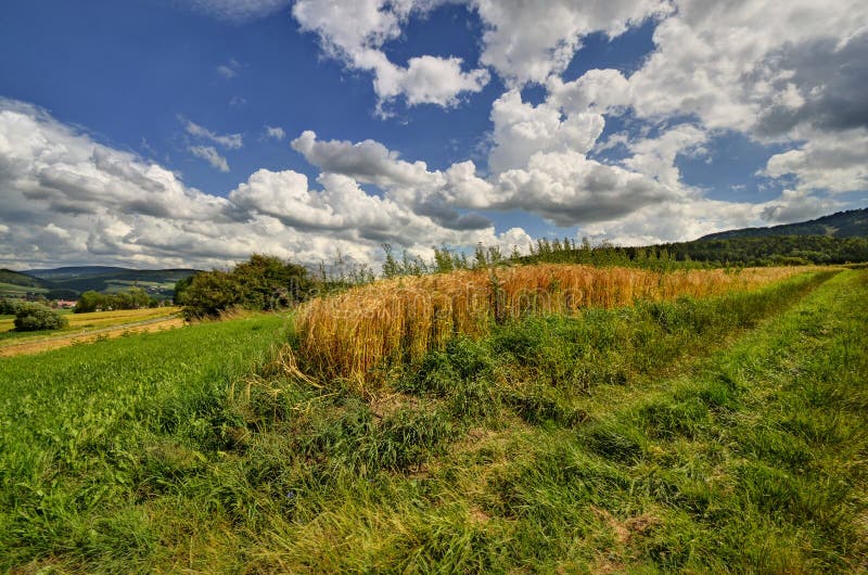 Bavarian field stock image. Image of growth, nature, gold - 43422255