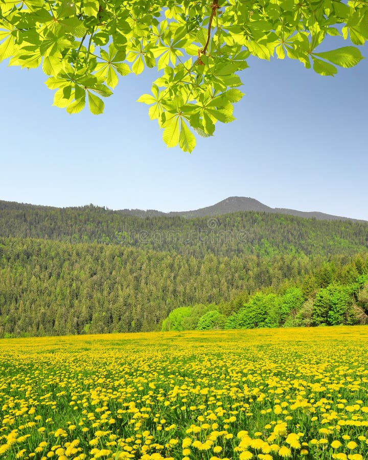 Bavarian Forest National Park - Germany Stock Image - Image of scenic ...