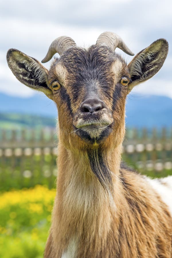 Goat with girly hat stock photo. Image of girly, green - 78318942