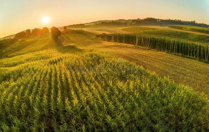 Bavarian Hops Fields from Top during Sunraise Stock Photo - Image of ...