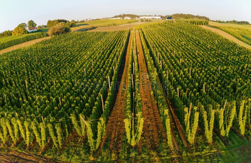Bavarian Hops Fields from Top during Sunraise Stock Photo - Image of ...