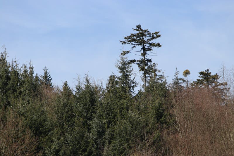 Bavarian Needle Forest in Winter Stock Photo - Image of nature, forest ...