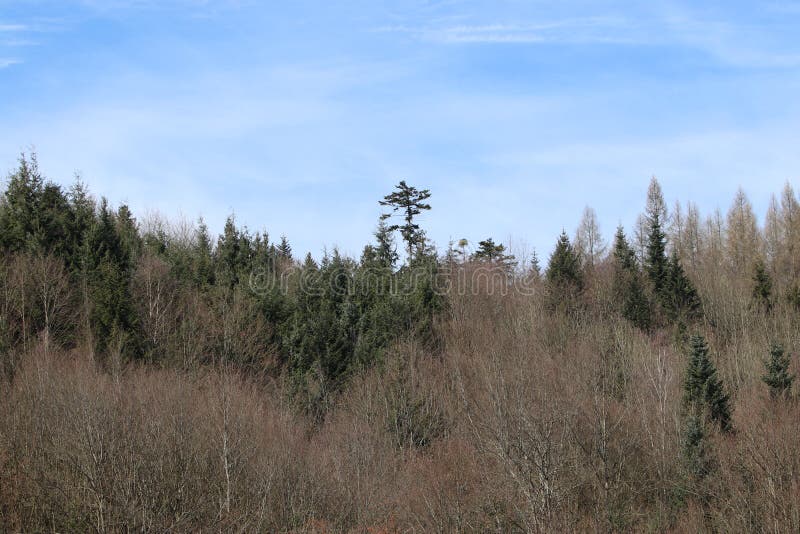 Bavarian Needle Forest in Winter Stock Image - Image of animals, summer ...