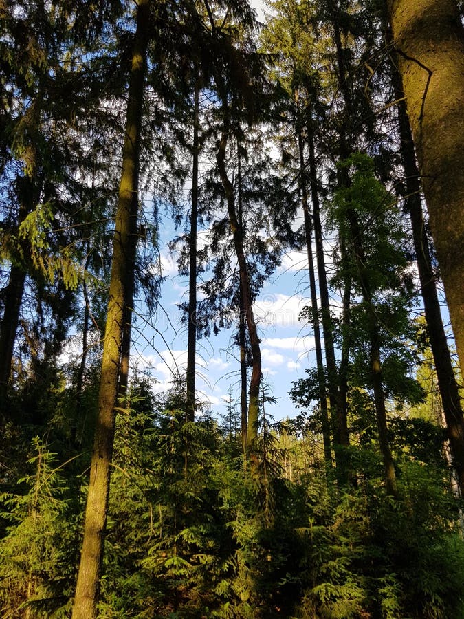 Fir Trees In The Bavarian Alp Stock Photo - Image of hills, frame: 42988588