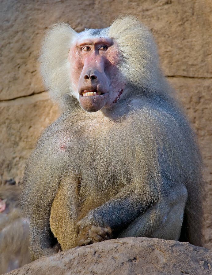 Baviaan 10 stock foto. Image of primaten, exotisch, grappig - 2701494