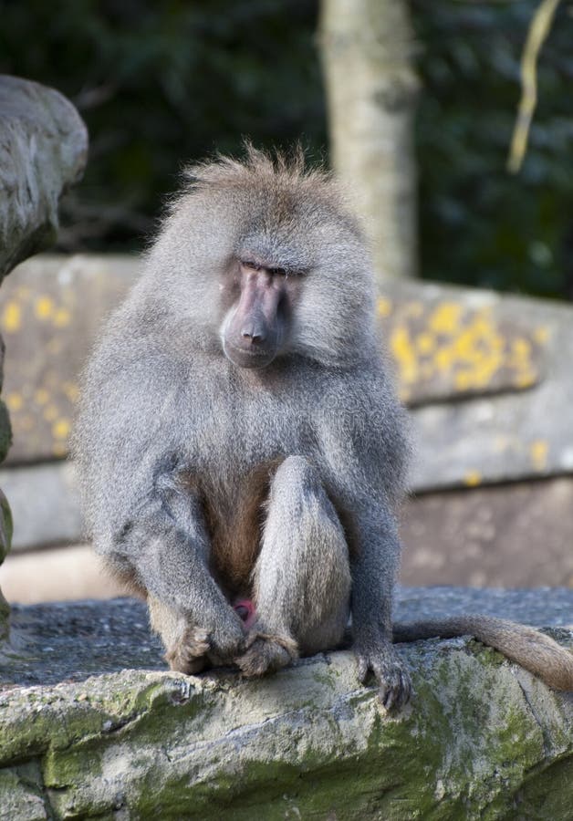 Baviaan stock foto. Image of open, kijk, zoogdier, dier - 15900728