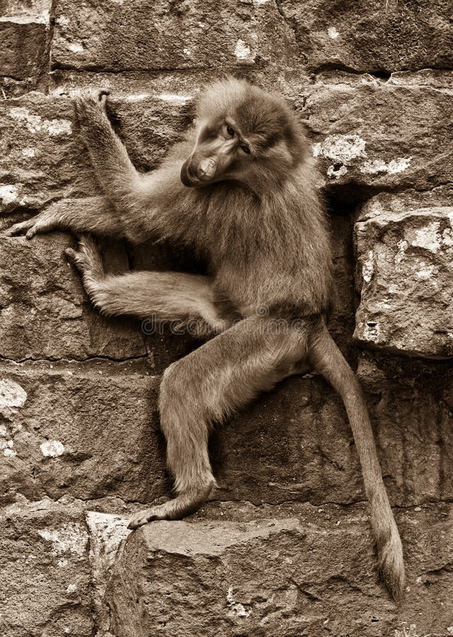 Baviaan stock afbeelding. Image of zoogdier, bont, grijpen - 14127165
