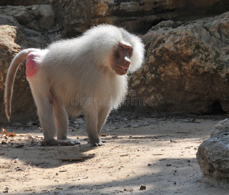 Baviaan stock afbeelding. Image of reis, gras, mannetje - 27476479