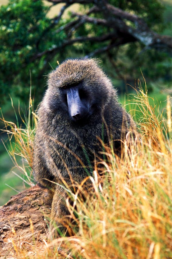 Baviaan stock afbeelding. Image of park, zoogdier, dier - 15069171