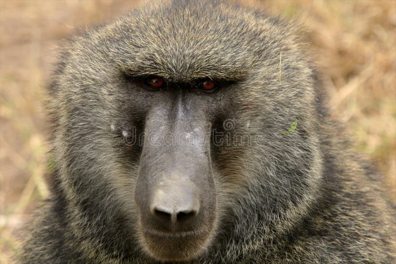 Baviaan stock afbeelding. Image of acacia, uitdrukking - 32949457