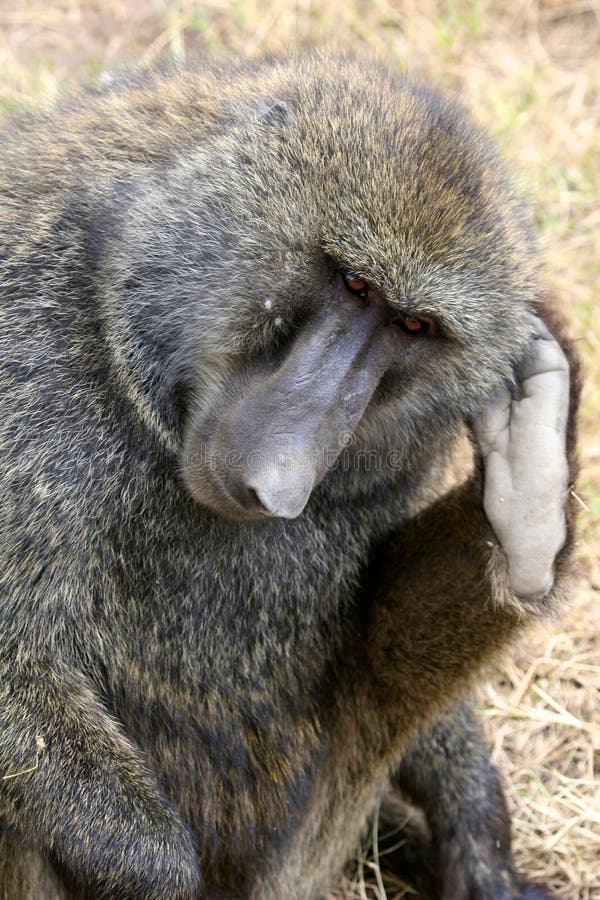 Baviaan stock foto. Image of oost, herbivoren, gezicht - 32949928