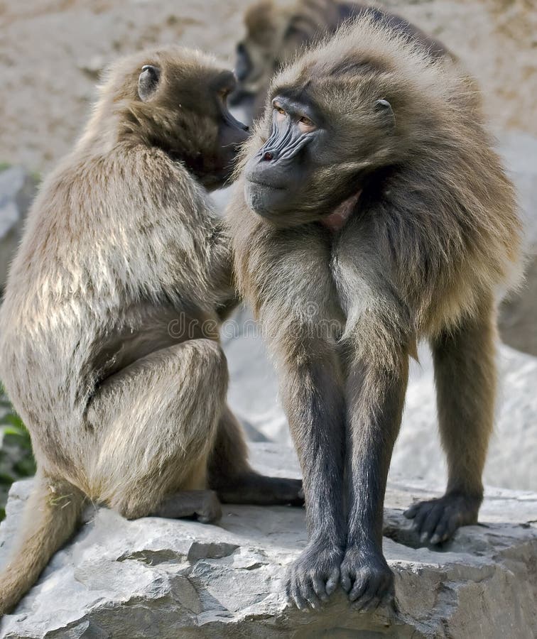 Baviaan 4 van Gelada stock foto. Image of zoölogie, mannetje - 29504846
