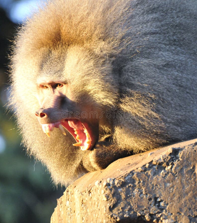 Baviaan stock afbeelding. Image of dierentuin, primaat - 4950677