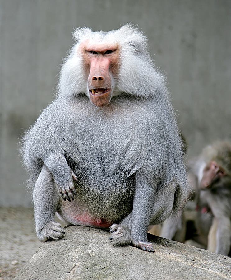 Baviaan 10 stock foto. Image of primaten, exotisch, grappig - 2701494