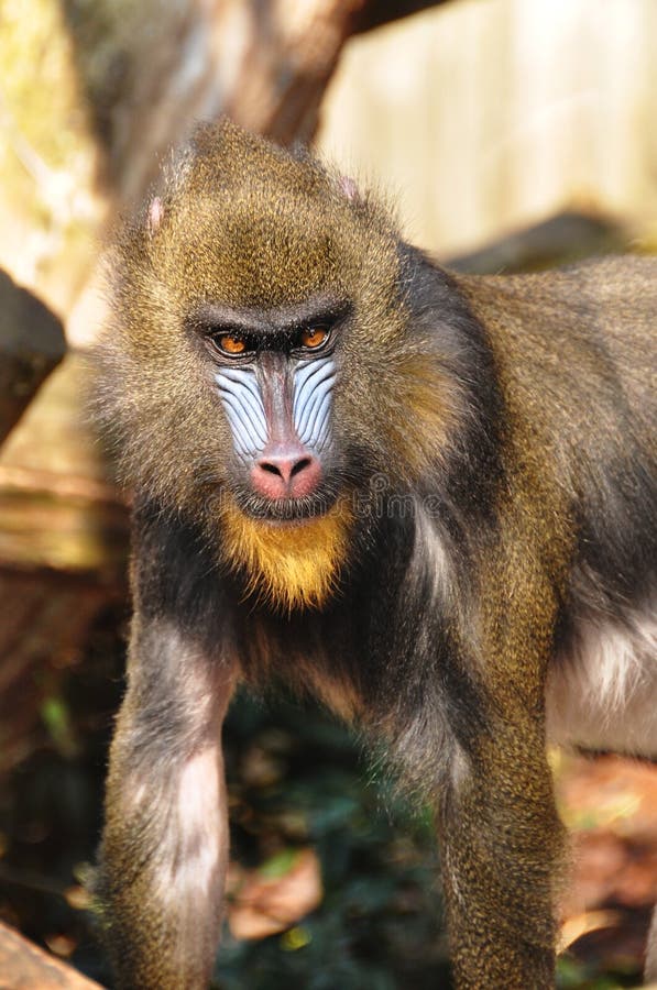 Baviaan stock afbeelding. Image of krullen, groot, achterdeel - 82323023