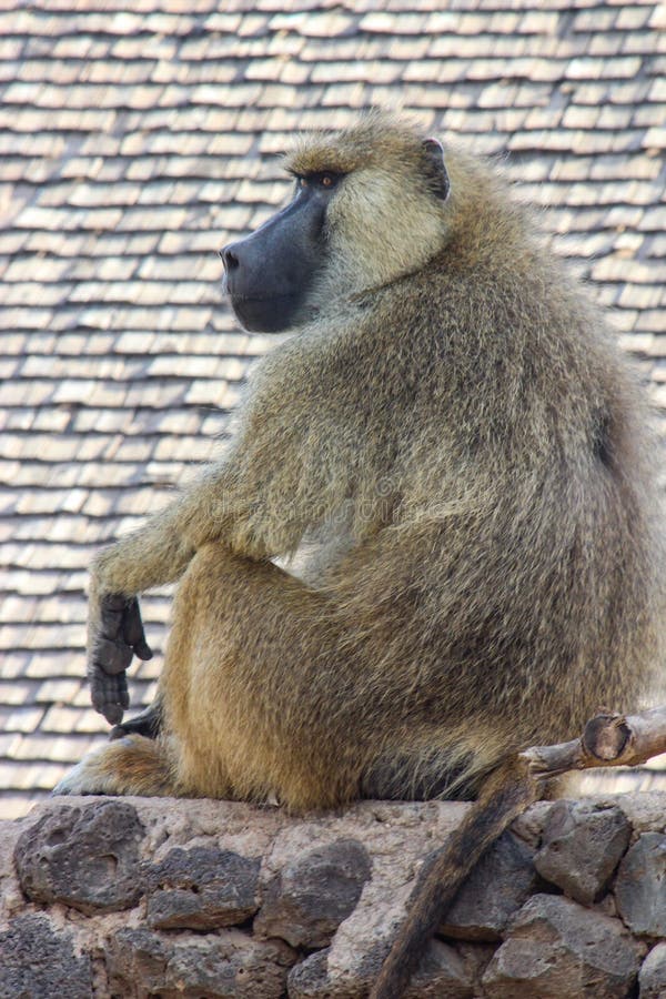 Baviaan in Kenia stock afbeelding. Image of afrika, park - 27241747