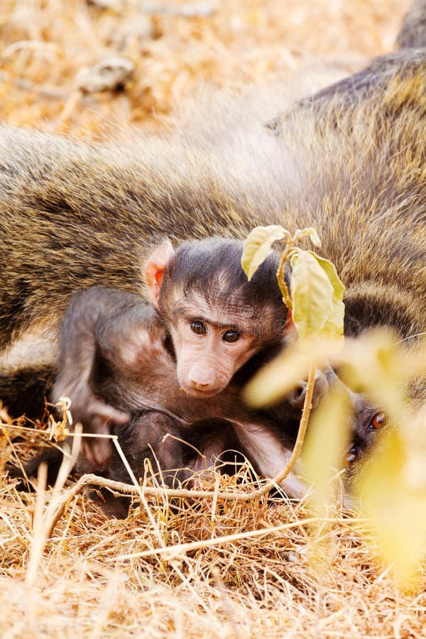 Baviaan met baby stock foto. Image of zuigen, dier, wildernis - 58487680