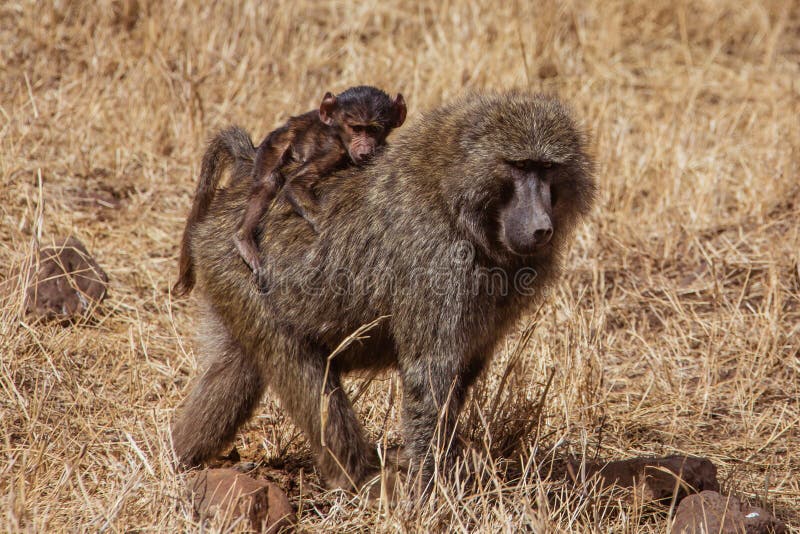 De Baviaan Van De Baby Met Moeder, Het Nationale Park Van Manyara Van ...