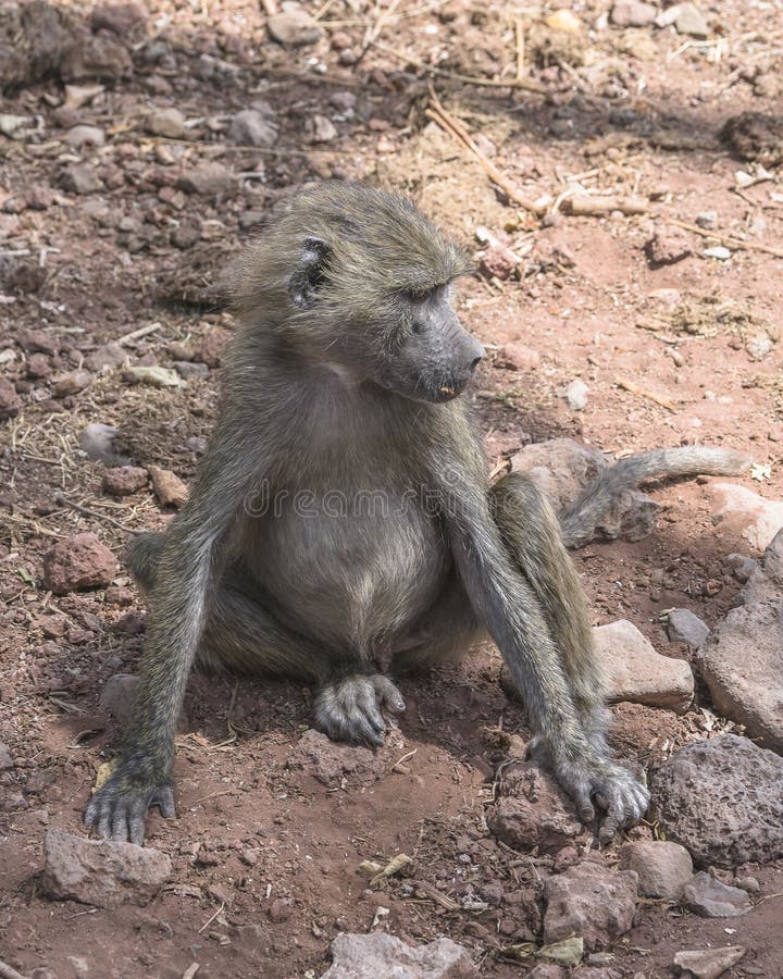 Baviaan in Tanzania stock foto. Image of prairie, toeristen - 87037986