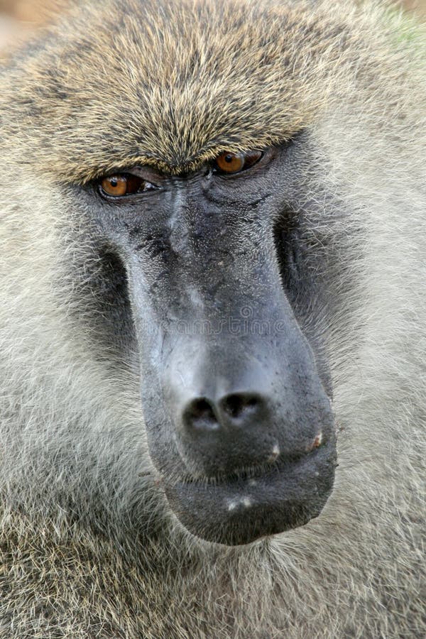 Baviaan - Tanzania, Afrika stock afbeelding. Image of bont - 26294387