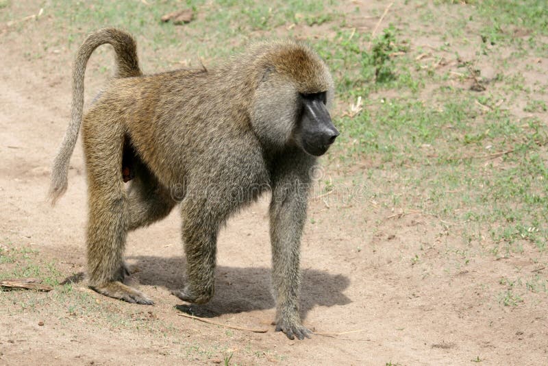 Baviaan - Tanzania, Afrika stock foto. Image of volwassen - 26294396