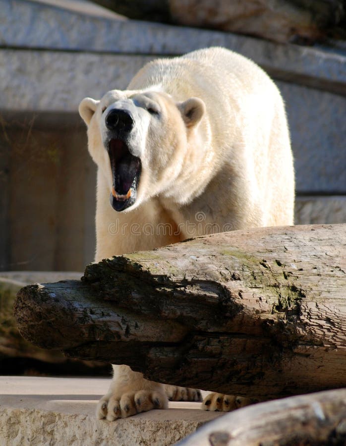 8+ Bawling Free Stock Photos - StockFreeImages