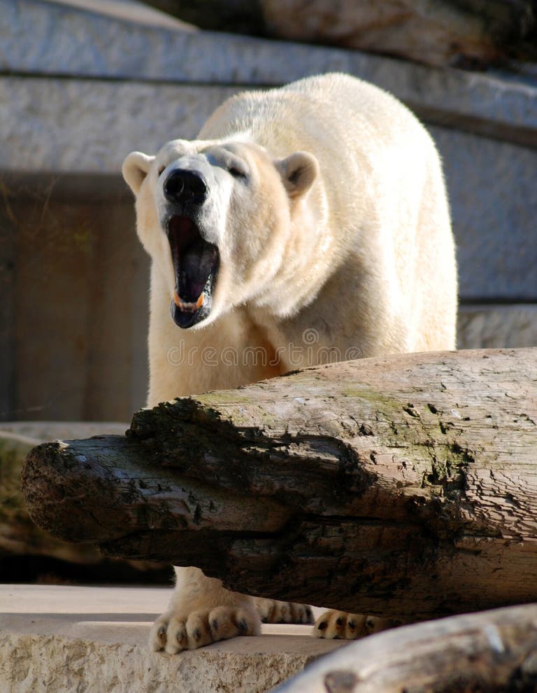 179 Bear Yell Stock Photos - Free & Royalty-Free Stock Photos from ...