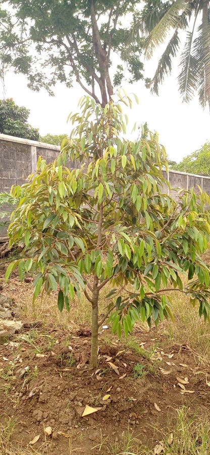 Bawor Durian Tree from Indonesia Stock Image - Image of branch, berry ...