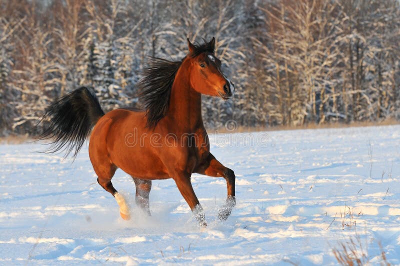 Herd of Arabian Horses Running on Pasture Stock Image - Image of farm ... Herd of Arabian Horses Running on Pasture Stock Image - Image of farm ...