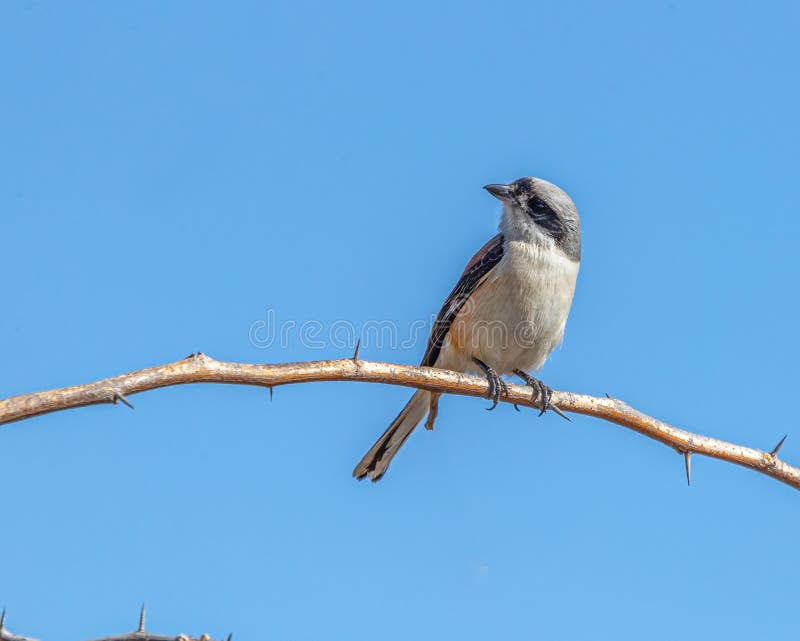 A Bay Back Shrike Looking Down Stock Image - Image of shrike, face ...