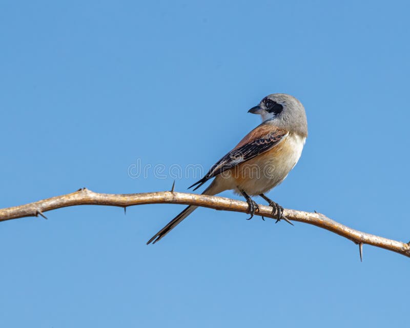 A Bay Back Shrike perching stock image. Image of closeup - 271045211