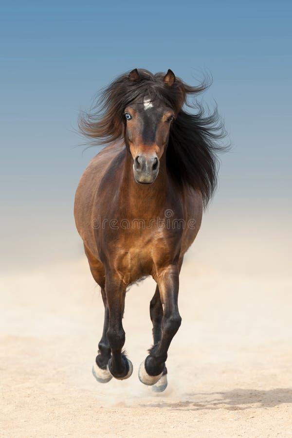 Bay beautiful pony stock photo. Image of fast, pony, outdoor - 88559512