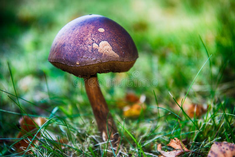 Bay Bolet stock photo. Image of healthy, food, xerocomus - 81217146