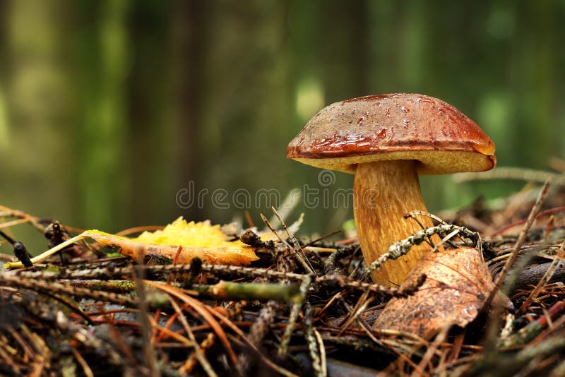 Bay Bolete (Boletus Badius, Xerocomus Badius) Stock Image - Image of ...