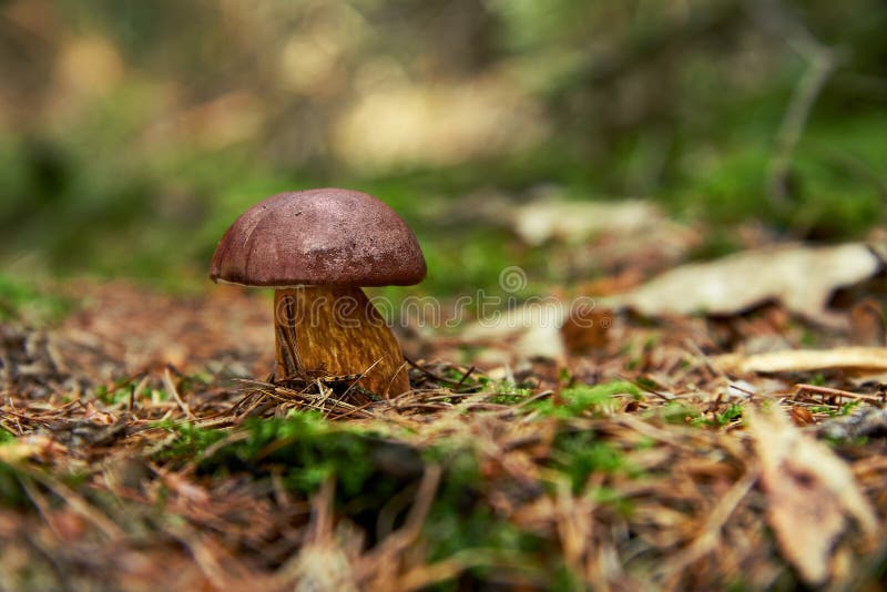 Boletus Badius (Xerocomus Badius) Mushroom Stock Photo - Image of ...