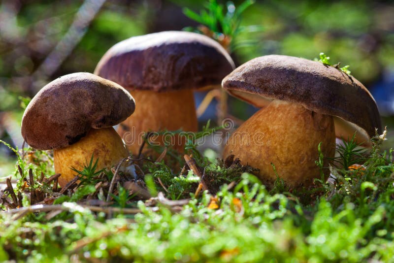 Boletus Badius (Xerocomus Badius) Mushroom Stock Photo - Image of ...